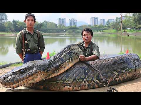 The Biggest Snakes Ever Discovered - YouTube