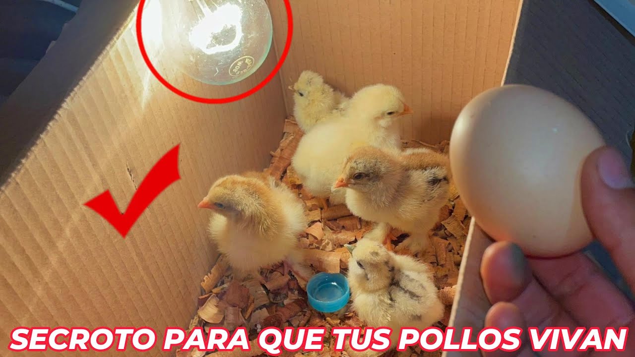 Hasta que edad se debe usar foco para criar pollos - YouTube