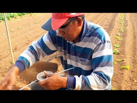 beans boy is live!change the blade to clean the Snap Pea using string ...