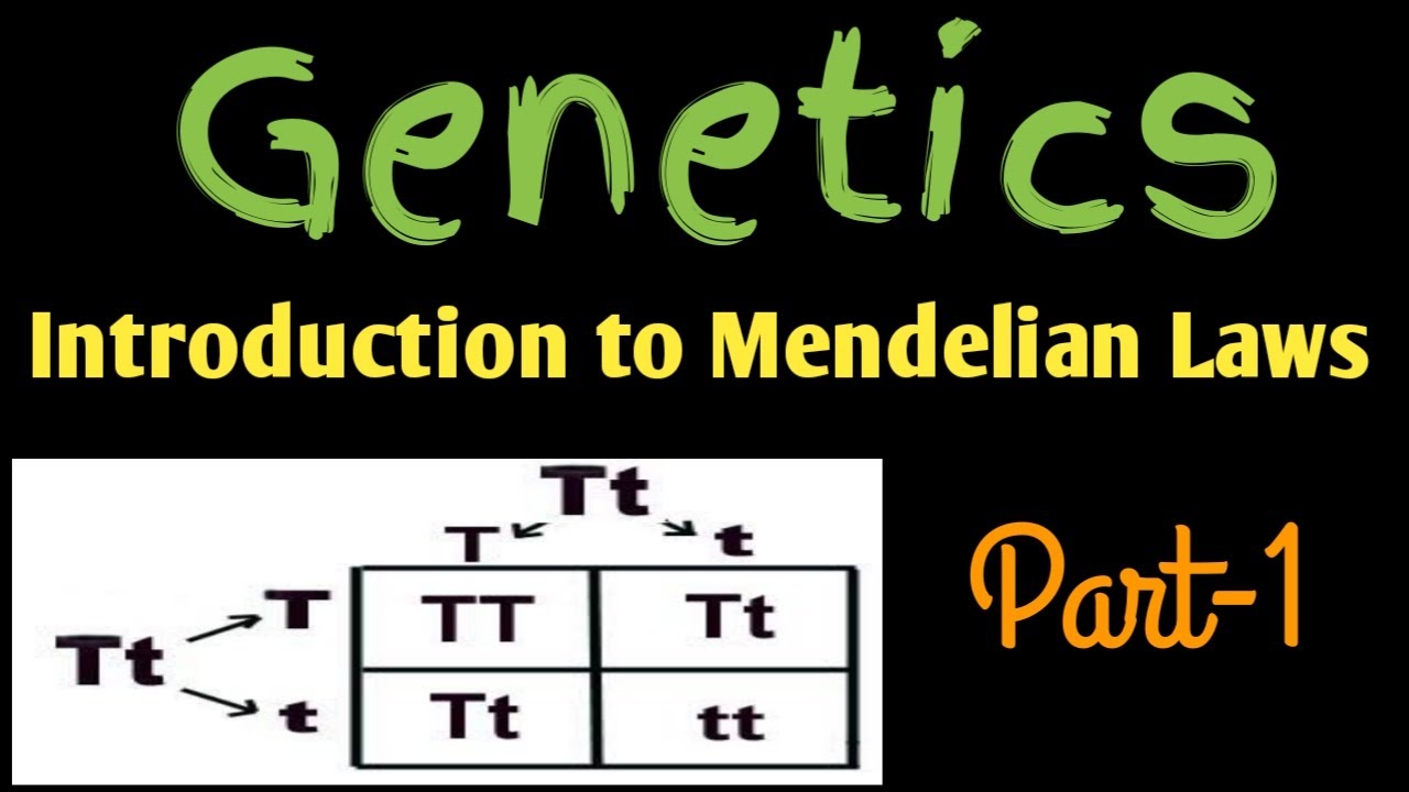 Genetics Introduction To Mendelian Laws Youtube