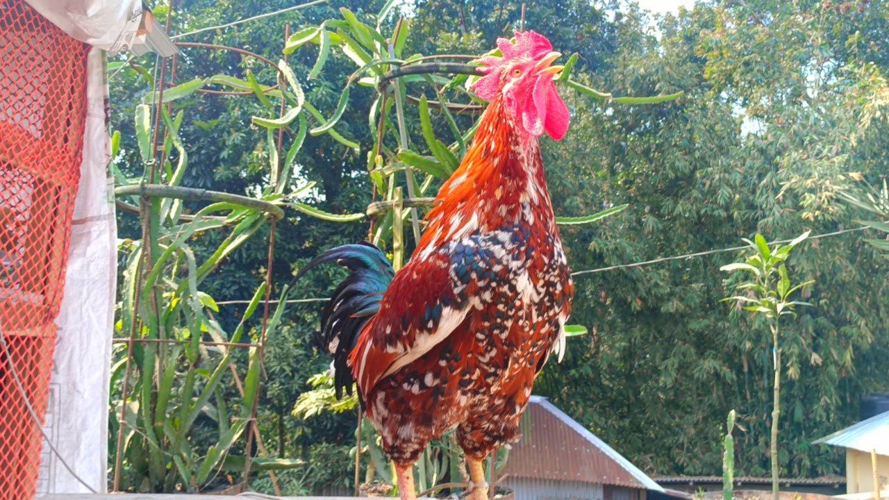 Imperessive rooster crowing in the morning compilations 2024 - YouTube