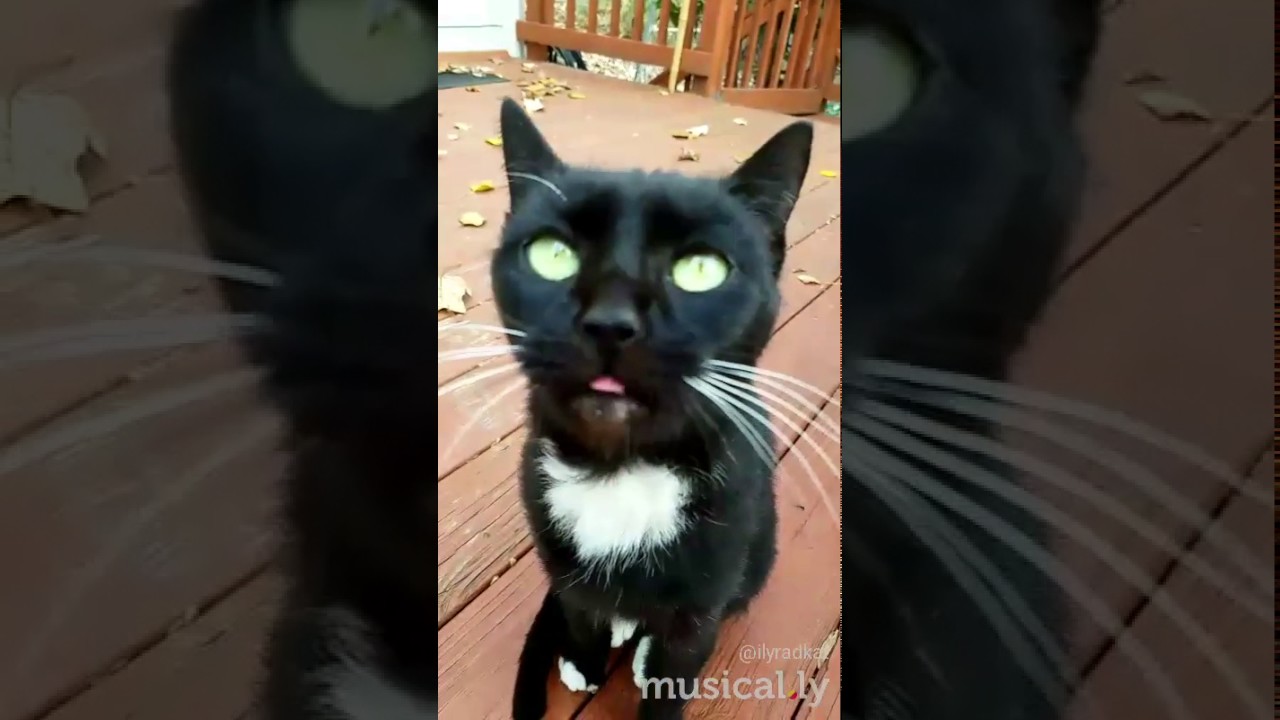 Num num cat - YouTube