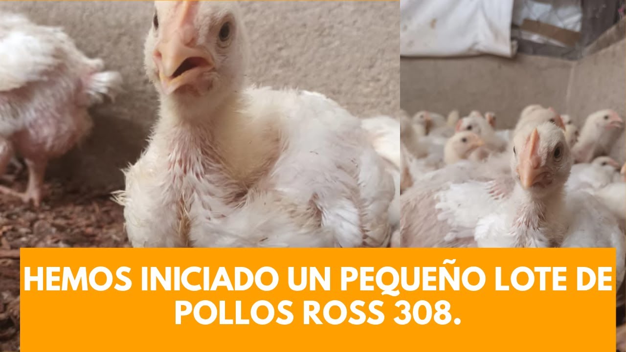 PROBAREMOS EL POLLO ROSS 308. - YouTube