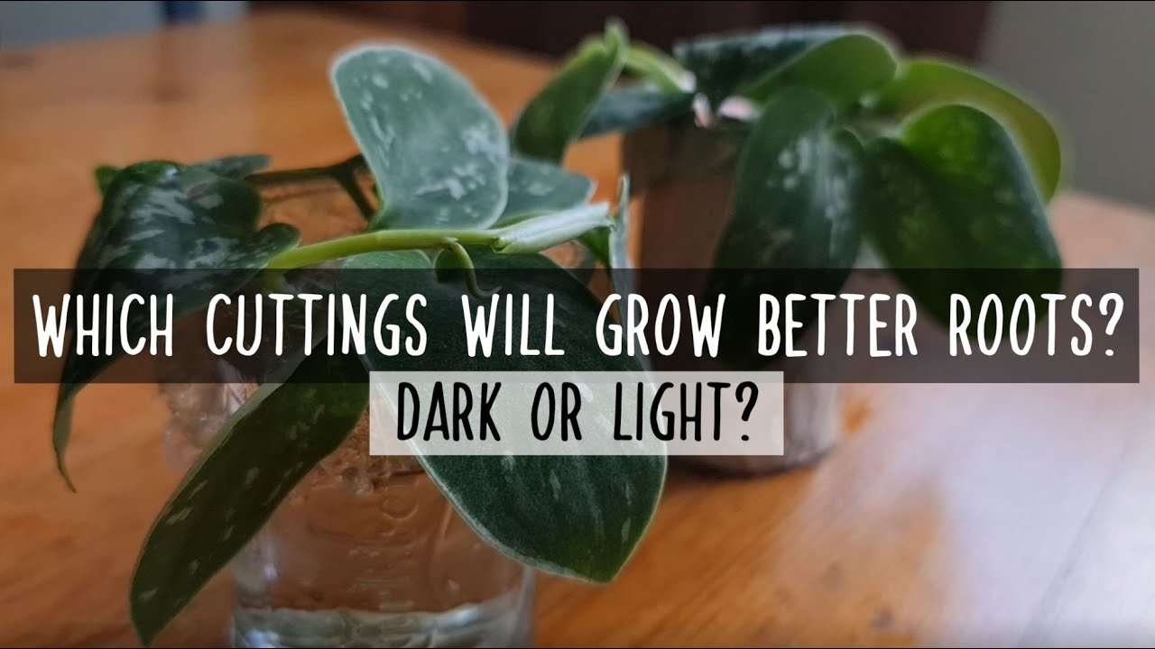 Do roots grow better in the dark? - YouTube