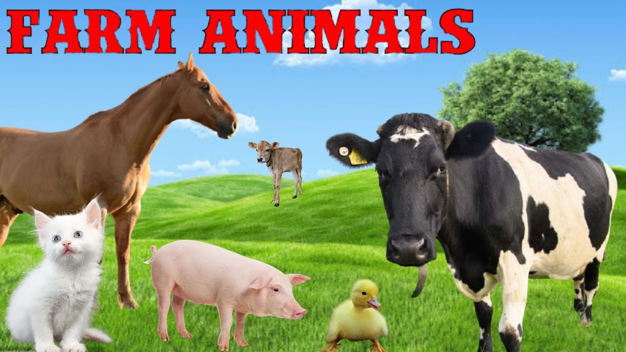 Som dos Animais - Animais da Fazenda - Português e Inglês (Farm Animals ...