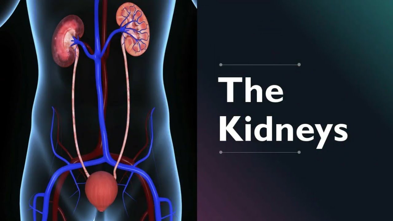 THE KIDNEYS! Powerpoint slides.| GRADE 4. - YouTube