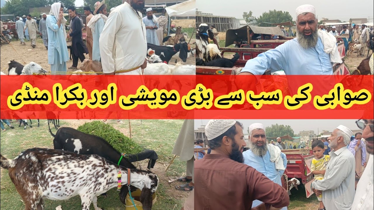 Swabi's Largest Cattle and Goat Market - YouTube