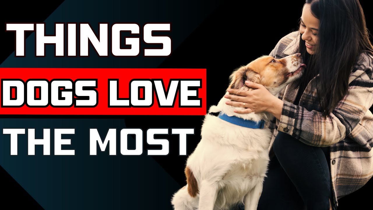 10 Things Dogs Love The Most - YouTube