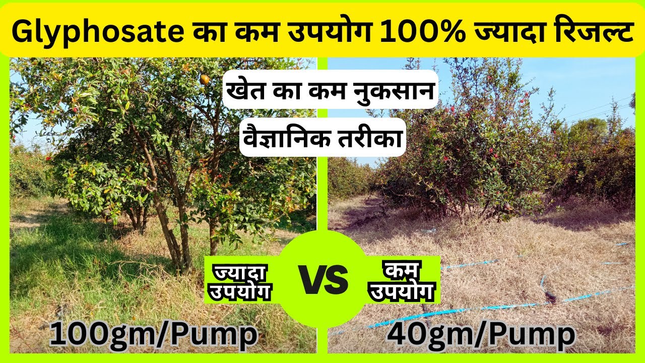 Glyphosate 41 sl/71 sg Herbicide का रिजल्ट कम डोज में। Motha Ghas ki ...