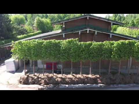 Липа шпалера #купитьлипу #растениявворонеже #садовыйцентрворонеж - YouTube