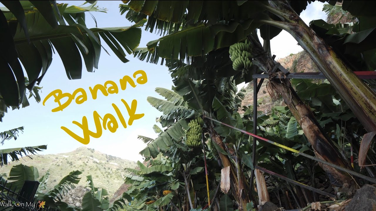 Rota da Banana- RB3, Walk in a banana plantation, Madeira, Levada - YouTube