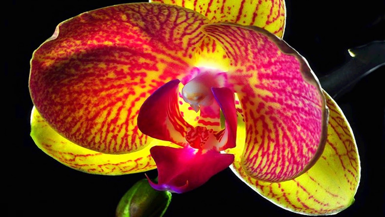 Magnificent backlighting flowers (HD1080p) - YouTube