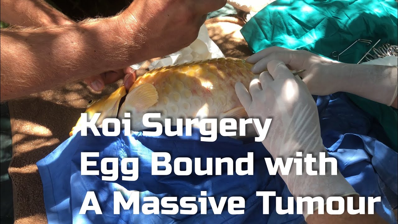 Koi Surgery *warning not for sensitive viewers* - YouTube