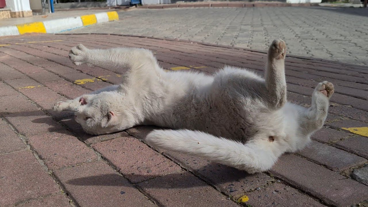 The Angry White Cat famous for her Attacks is acting like an Angel ...
