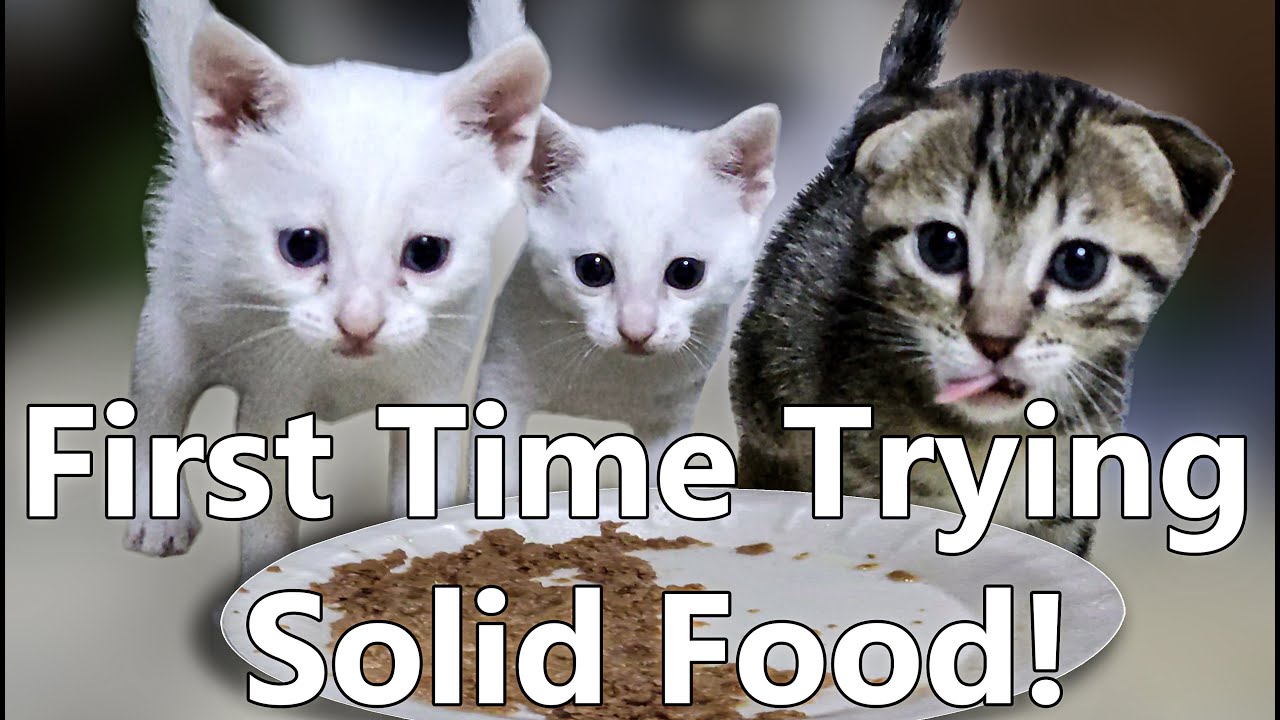 kittens try solid food for the first time! - YouTube