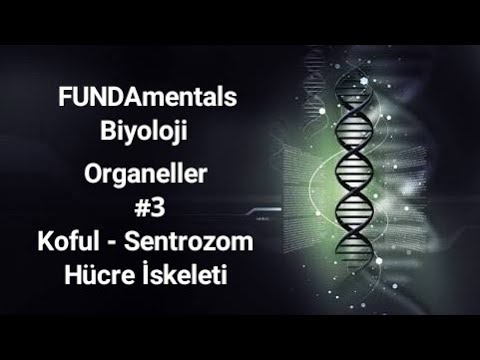 Organeller #3 Koful - Sentrozom - Hücre İskeleti - YouTube