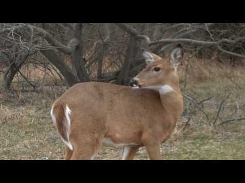 Long Island Deer at Robert Moses Beach Parkway - YouTube