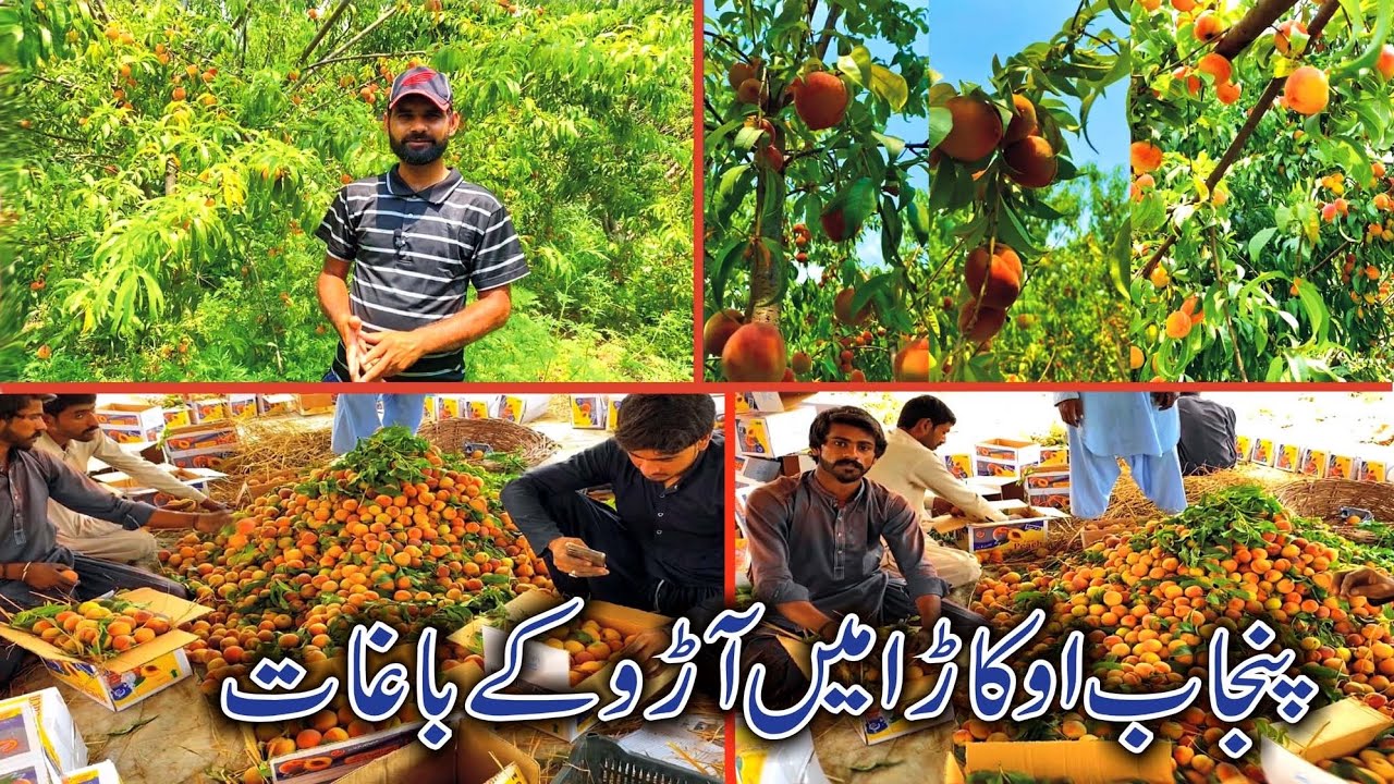 Peach Farming in Okara Punjab | Peach Cultivation in punjab Pakistan ...