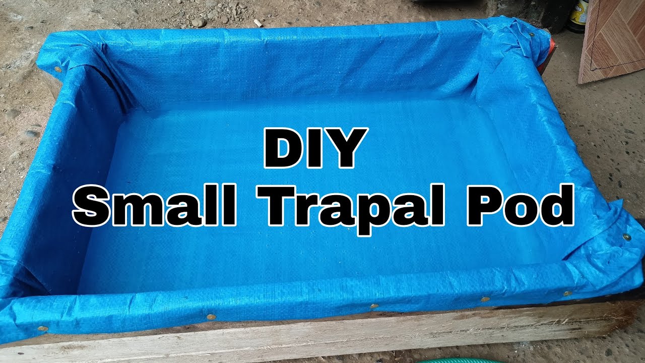 DIY Small Trapal Pond (guppy and molly fish) - YouTube