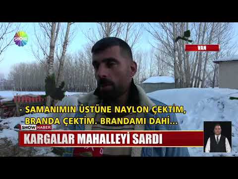 Mahallede karga istilası!