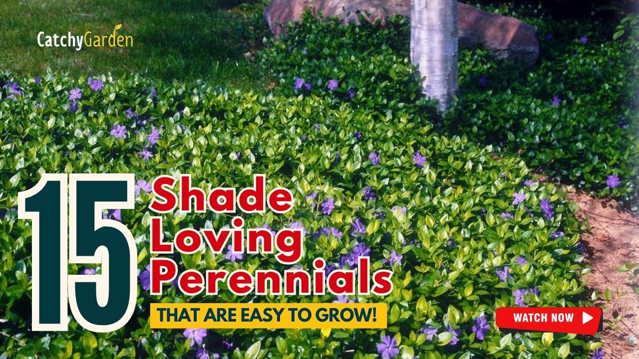 15 Shade-Loving Perennials That Are Easy to Grow! 🌸🏡🌳 // Gardening ...