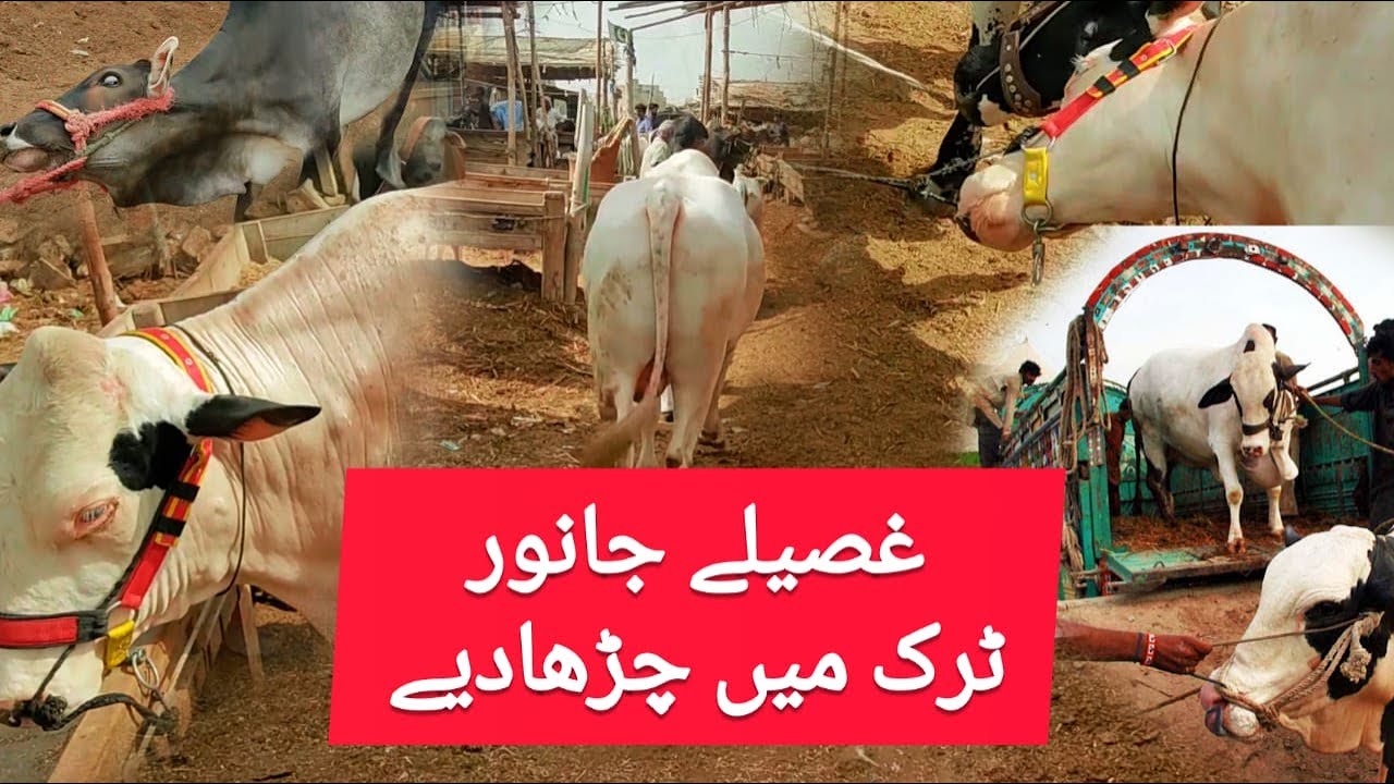 Khatarnaak Janwar Aagaye Mandi Main | Malir Mandi | Cow Mandi Craze ...
