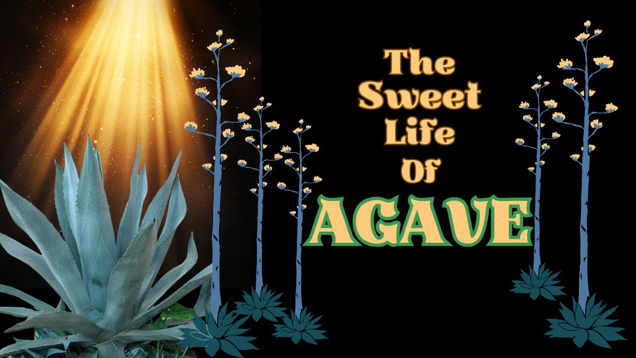 Agave Secrets. Sweet Medicinal Uses of Agave. Everything To Know About ...