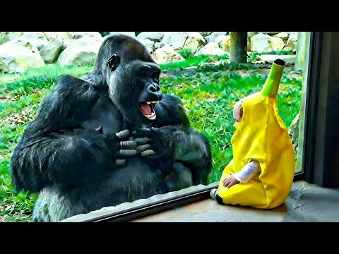 When a Gorilla Meets a Baby 😂 | Pure Cute & Funny Moments