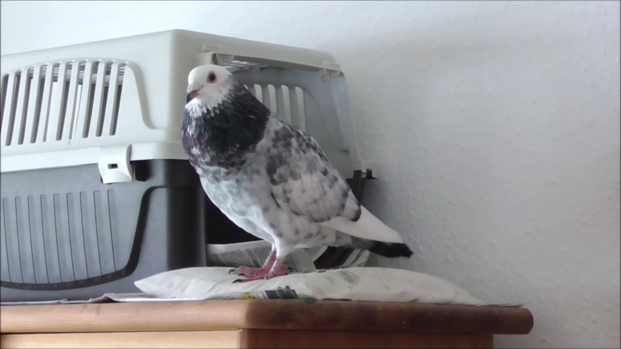Pearl, a very fine singing pigeon - YouTube