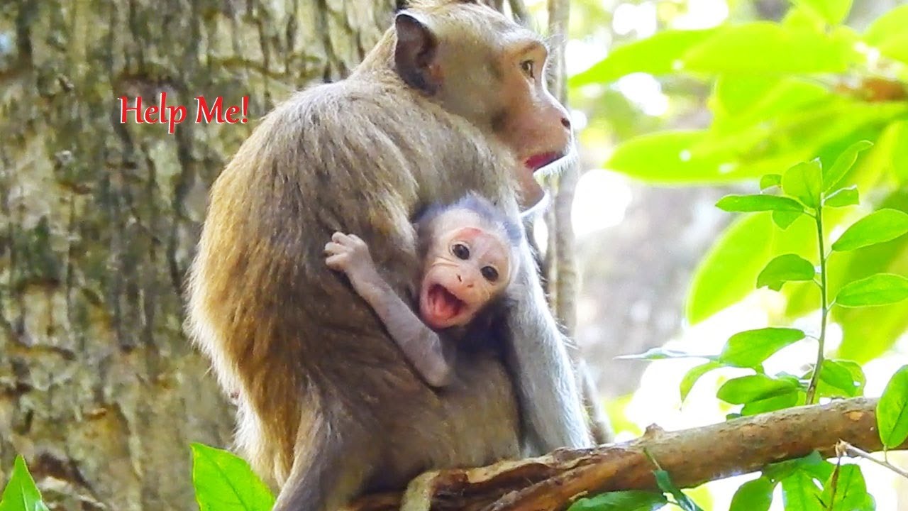 OH Help! Baby monkey is screaming loudly for his mom to help. - YouTube