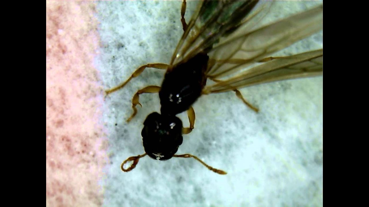Formiga louca no microscópio - YouTube
