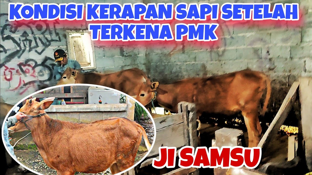 KONDISII KERAPAN SAPI TIM JI SAMSU MEMPRIHATINKAN SETELAH TERKENA VIRUS ...
