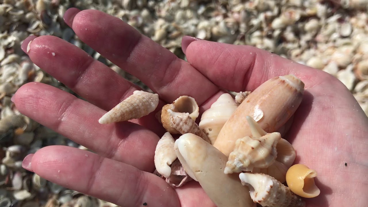 Sanibel Shelling - Sifting Through the Biggest Shell Pile Ever - YouTube