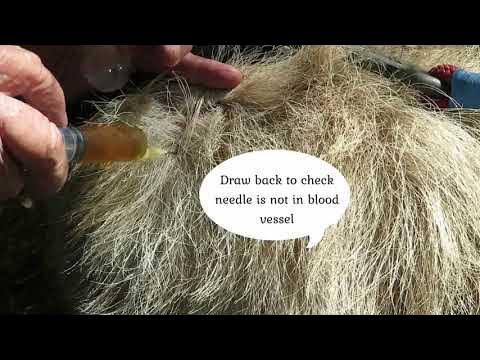Intramuscular injections - how to give an IM injection to a goat - YouTube