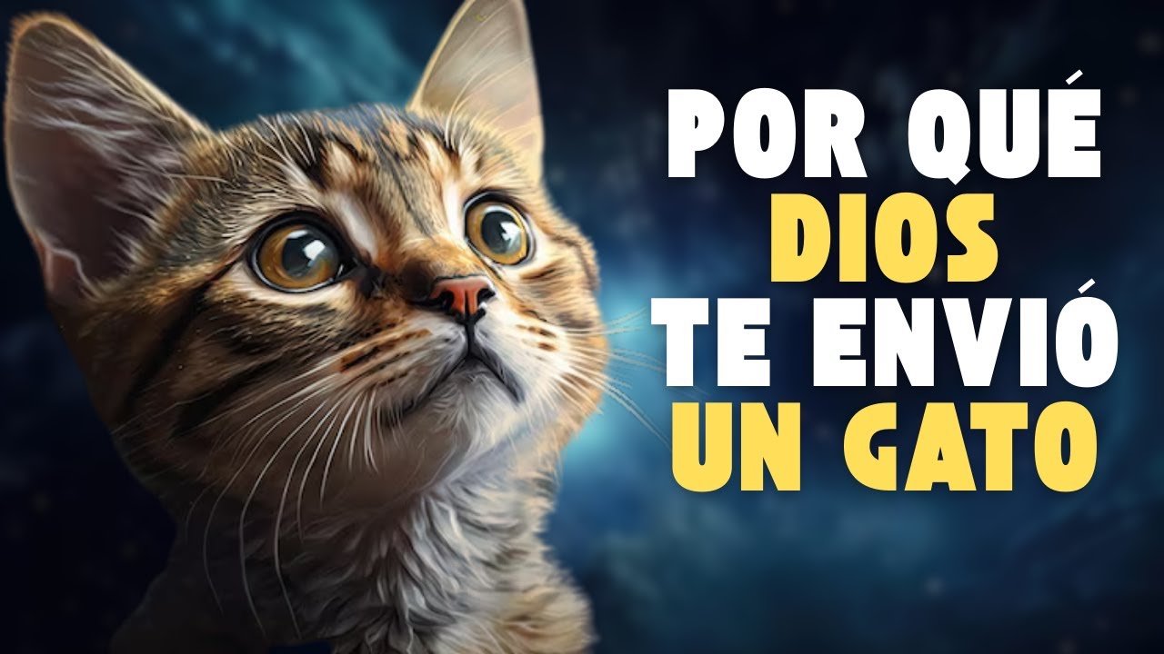 ¿Por Qué Dios Te ENVIÓ Un Gato? | Espiritualidad Felina - YouTube