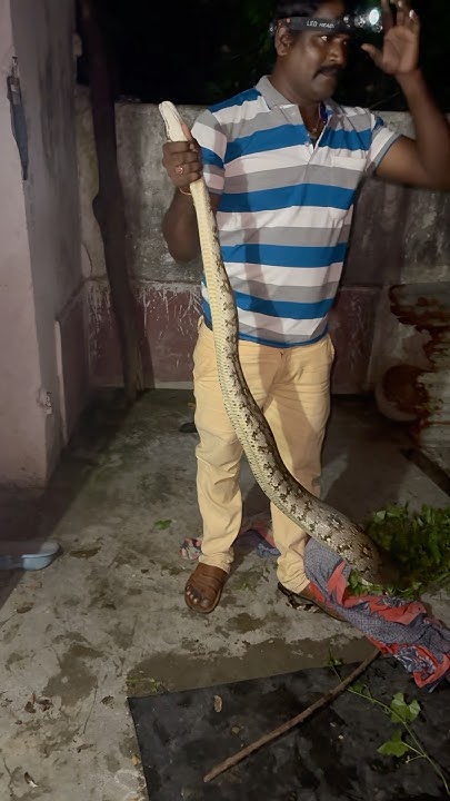 Biggest python (kondachiluva) #snake #snakevideo #shorts #python #pythonsnake #animals #snakes ...