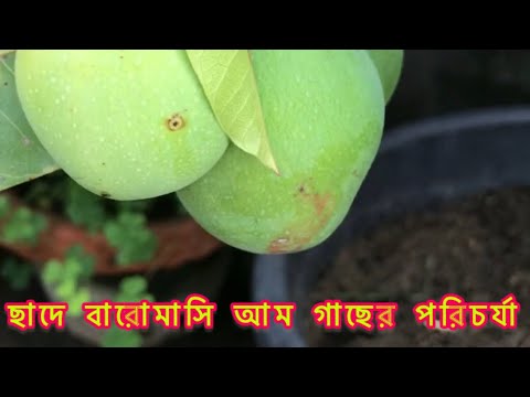 ছাদে বারোমাসি আম গাছের পরিচর্যা #mango #mangotrees #Chade Baromashi Aam ...