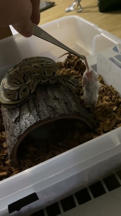 Ball python eating a mouse #shorts - YouTube