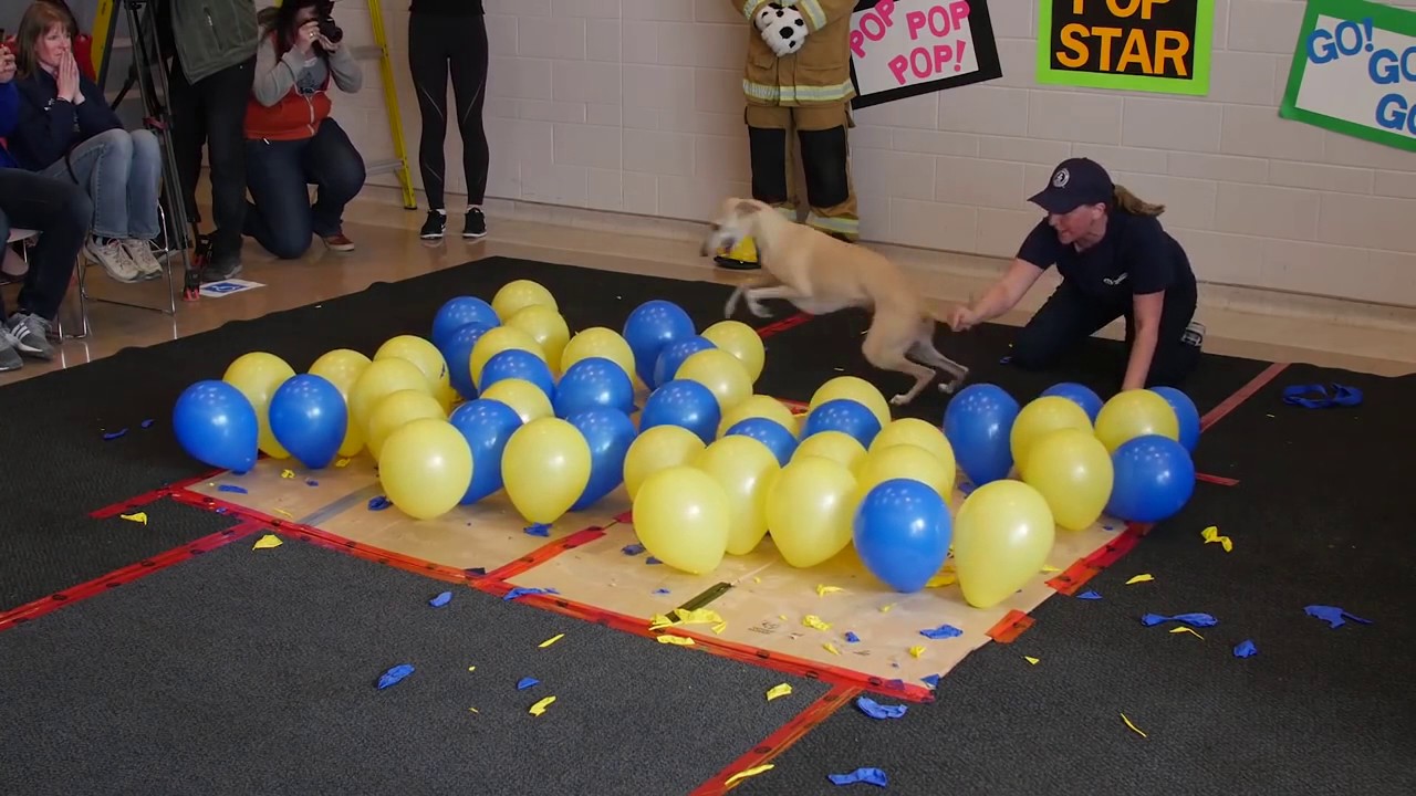dog breaks balloon popping world record - YouTube
