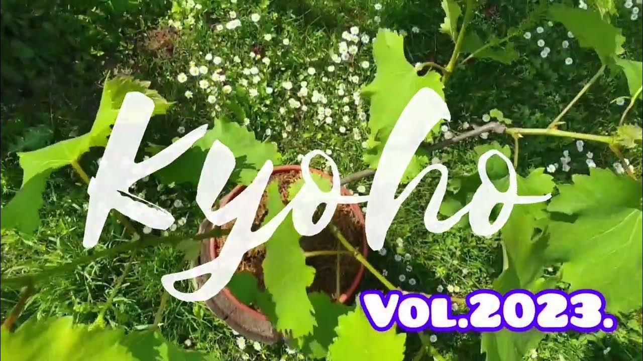 Vinova loza u saksiji - radnje u svibnju/maju 🍇【鉢植え】🍇🍇🍇Vol.2023. - YouTube Vinova loza u saksiji - radnje u svibnju/maju 🍇【鉢植え】🍇🍇🍇Vol.2023. - YouTube