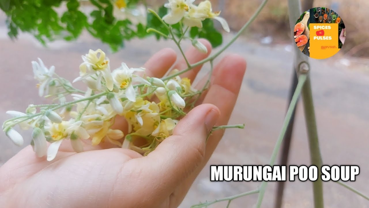 MURUNGAI POO SOUP - Drumstick flower | Moringa flower soup - YouTube