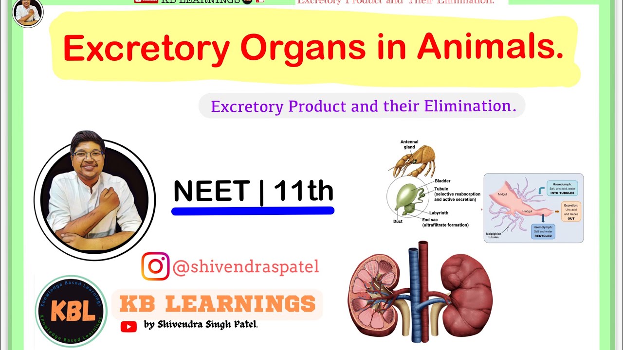 Different Types of Excretory organs in Animals. | Excretory products ...