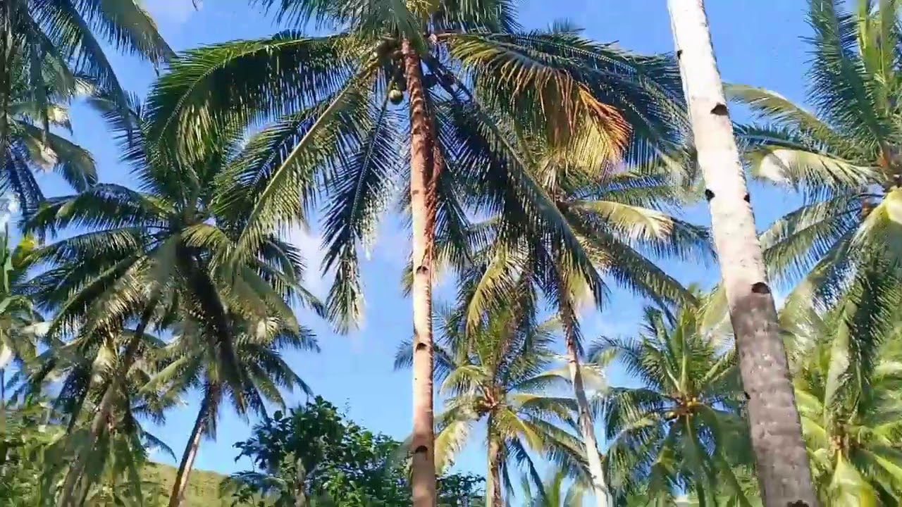 Nabas, Aklan Day Tour with the squad 🍃 - YouTube