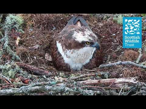 LM12 Incubating for the first time since chicks hatched - Loch of the Lowes osprey webcam (2021 ...