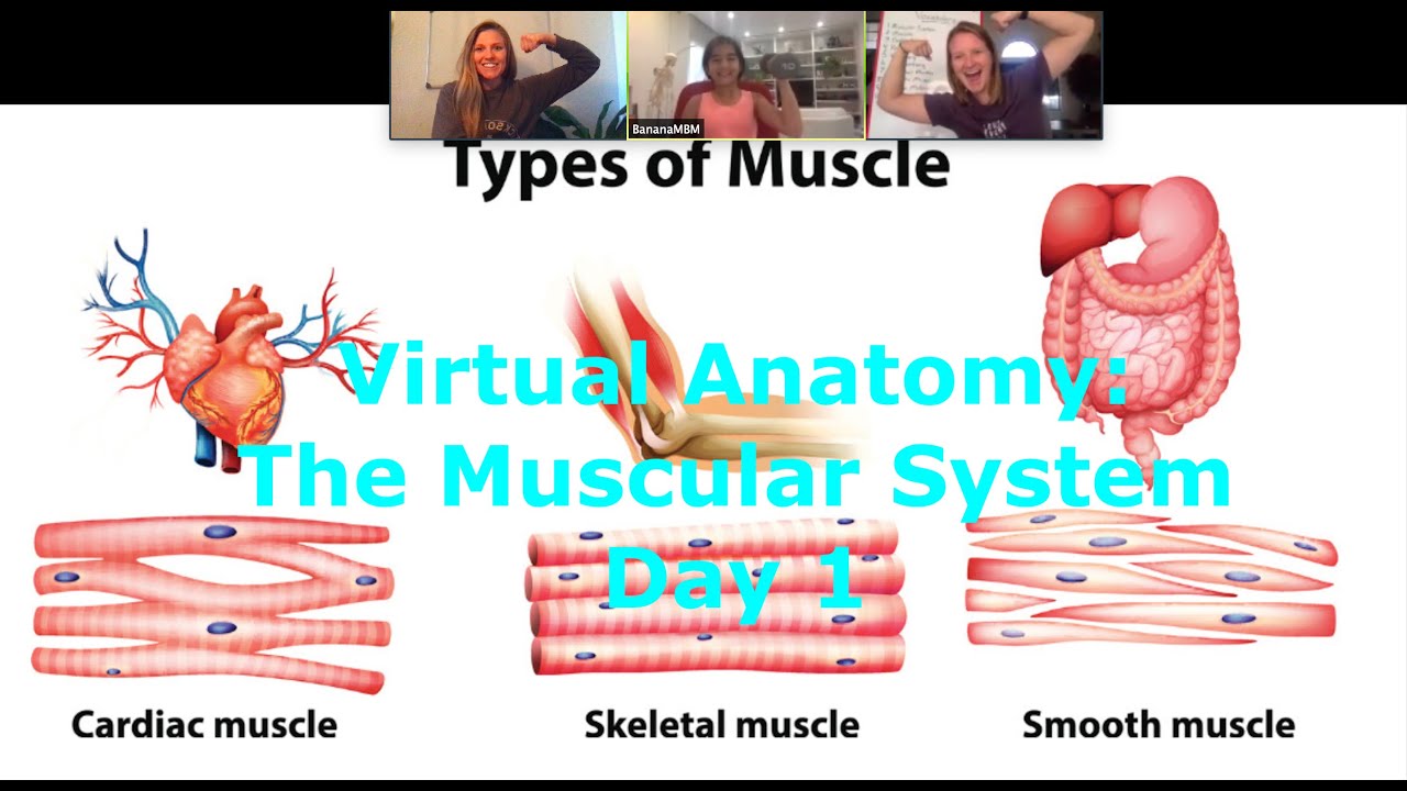 VIRTUAL SCIENCE LESSON!!! Human Anatomy: The Muscular System - YouTube