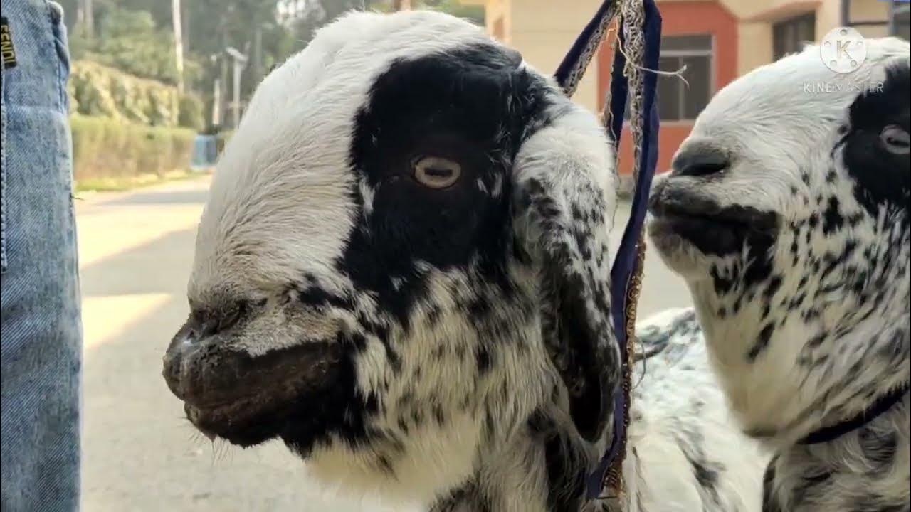 Scabby Sore Mouth Orf Contagious Ecthyma In Goats Diagnosis And scabby-sore-mouth-orf-contagious-ecthyma-in-goats-diagnosis-and