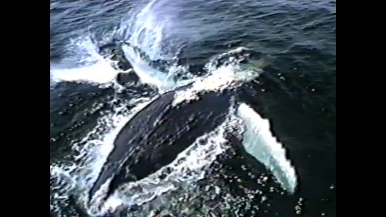 Beyond Belief: The Humpback Whale 1988 VHS - YouTube