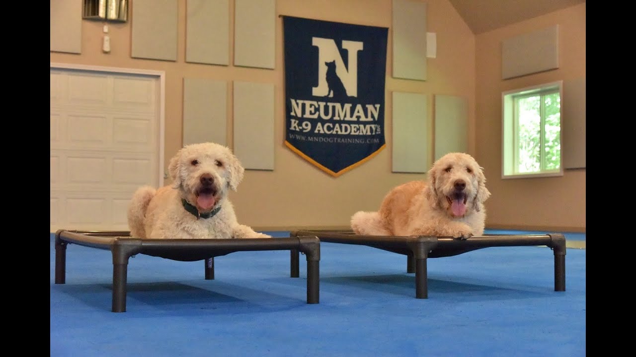 Toby (Labradoodle) Boot Camp Dog Training Video Demonstration - YouTube