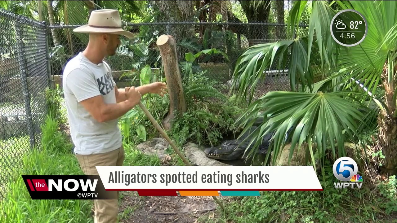 Alligators spotted eating sharks - YouTube