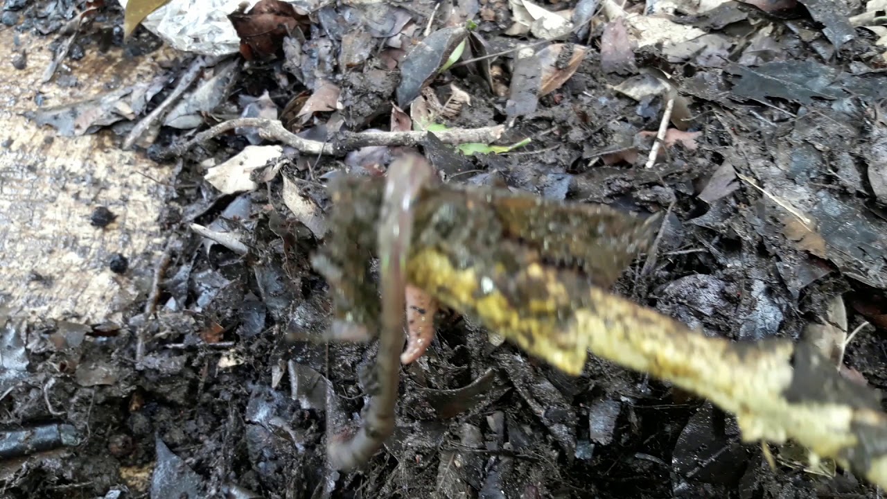 Cacing kalung berkembang biak di tumpukan sampah daun busuk - YouTube